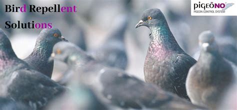 Bird Repellent Solutions Really Work ContentHub