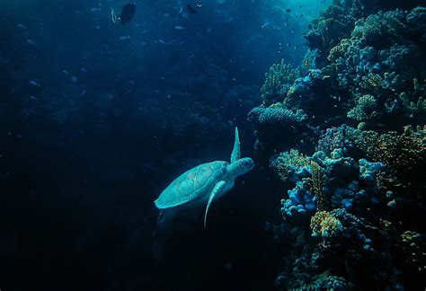 Nature Based Solutions Initiative Investments In Coastal Nature Based Solutions Report