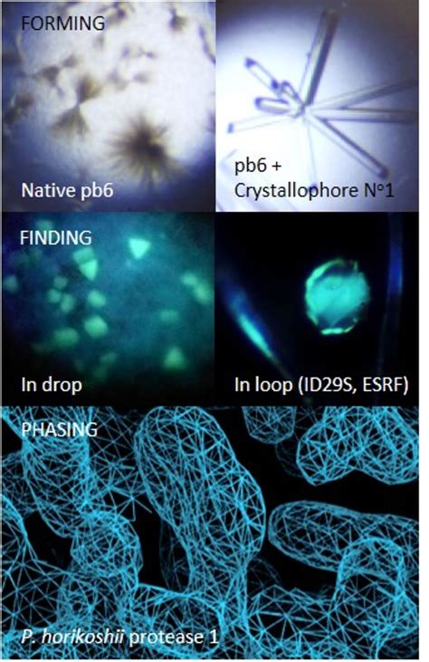 Protein Crystallography Structural Biology Tools