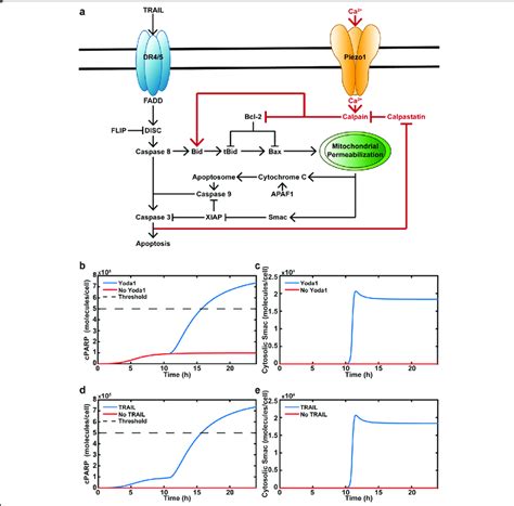 Baseline Computational Model Of Yoda1 And Trail Synergy A Schematic Of