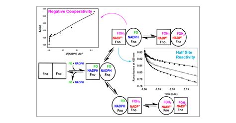 Evidence Of Negative Cooperativity And Half Site Reactivity Within An F420 Dependent Enzyme