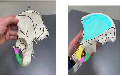 Gross Lab Practical 2 Innominate Bone Diagram Quizlet