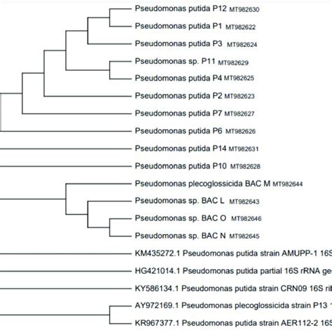 phylogenetic tree built according to the maximum likelihood method