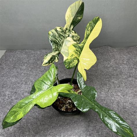 Philodendron Violin Variegated Bipennifolium Variegated 6 Greenboog