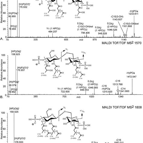 Negative Ion Mode Maldi Toftof Mass Spectra For Precursor Ions At Mz Download Scientific