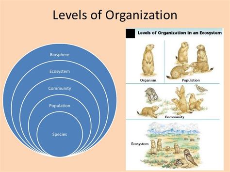 Ecology Levels Of Organization