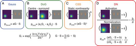 Divisive Normalization Unifies Disparate Response Signatures Throughout The Human Visual