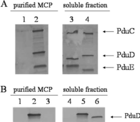 Effect Of Short N Terminal Deletions On The Localization Of Diol Download Scientific Diagram
