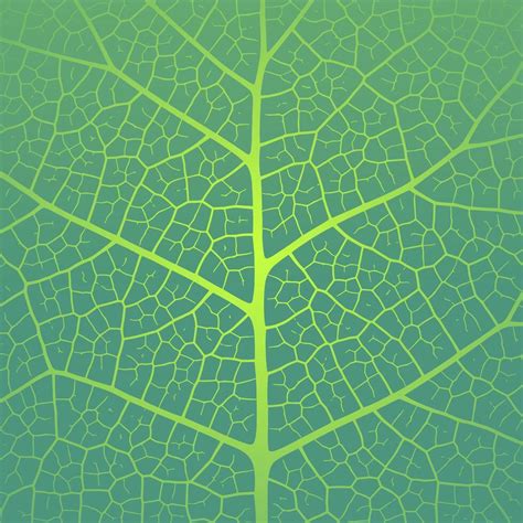 Leaf Vein Texture Abstract Background With Close Up Plant Leaf Cells Ornament Texture Pattern