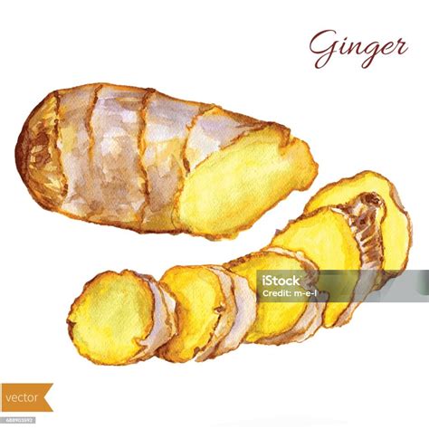 수채화 생강 루트입니다 손 그리기 생강 그림입니다 향미료 벡터 개체 흰색 배경에 고립 부엌 나물 및 향미료 디자인 식품 요소 음식과 요리에 대 한 재료의 시리즈 생강에 대한