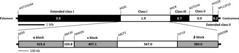 Simplified Map Of The Human Mhc Upper And Mhc Class I Lower