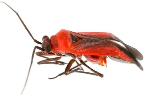 Lopidea Lopidea Bugguide Net