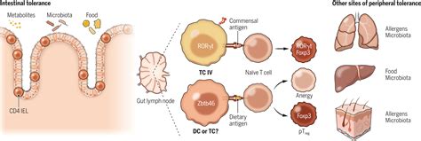 Spatiotemporal Regulation Of Peripheral T Cell Tolerance Science