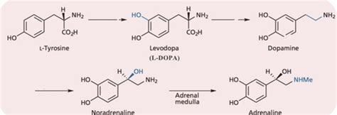 Schemes Flashcards Quizlet