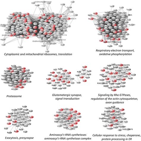 Subnetwork Organization Of The Identified Synaptic Proteins A Network