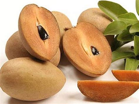Sapodilla A Tropical Fruit With Delicious Flavor And Health Benefits