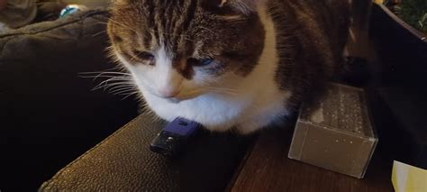 My Cat On My Moms Vape Rcat