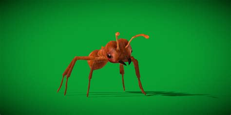 Leafcutter Ant Insect 3d Model By Nyilonelycompany