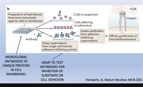 Cell Adhesion Flashcards Quizlet
