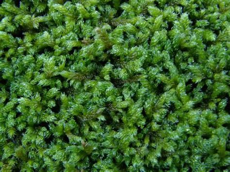 21 Different Types Of Moss Pictures Care MyMyDIY Inspiring DIY Projects