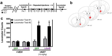 Figure 4 From Sex And Dose Dependent Abuse Liability Of Repeated