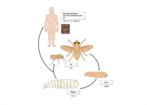 구더기 파리 열대풍토병박물관