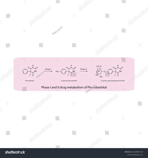 Diagram Phase Ii Drug Metabolism Phenobarbital Stock Vector Royalty