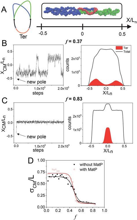 Coarse Grained Molecular Dynamics Modeling Of The Replication Terminus Download Scientific