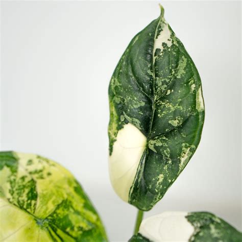 Alocasia Dragon Scale Variegated Albo In 4 5” Pot Rare Indoor Plant