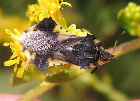 Phymata Bugguidenet