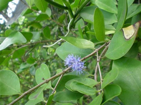 Memecylon Edule Eflora Of India