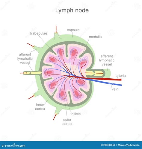 Anatomy Of A Lymph Node Simplified Scheme Showing External And Internal Structure Cartoon