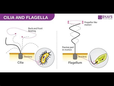 Cillia And Flagella Movement Animation Youtube
