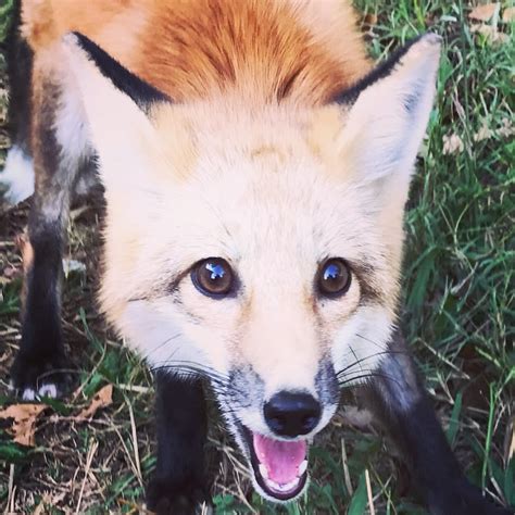 Juniper Russo Youtube