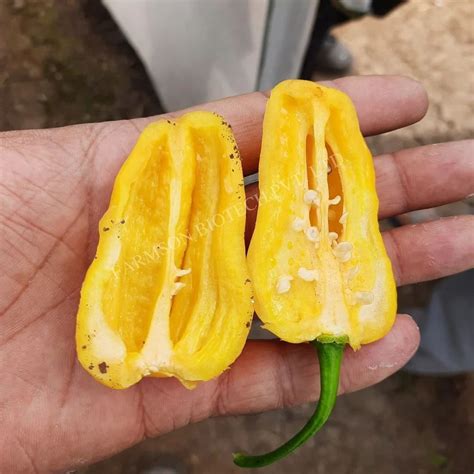 Yellow Habanero Seeds At ₹ 508gram Chilli Seed In Ankleshwar Id