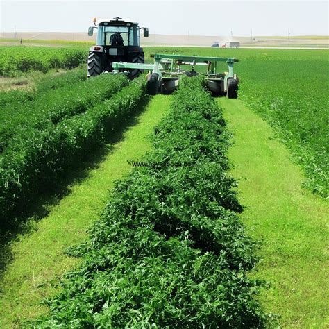 Bİlensoy 80 Hayatİ BoĞa Tohumculuk