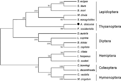 Phylogenetic Tree Of Hsp70s The Percentage Bootstrap Values Obtained Download Scientific