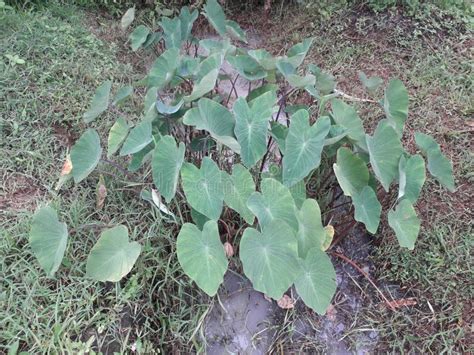 A Group Of Taro Plants Growing In The Garden Stock Image Image Of