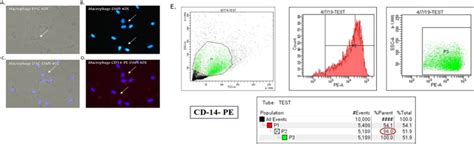 Characterization Of Macrophages Isolated From Mice Peritoneal Cavity