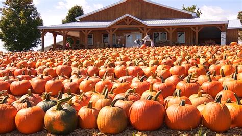 Tims Pumpkin Patch Sees A Thriving Crop Season