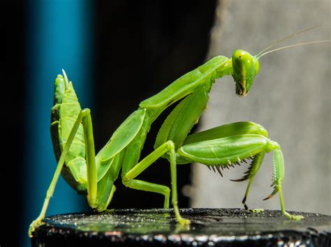Praying Mantis Close Up At Darnell Hamilton Blog