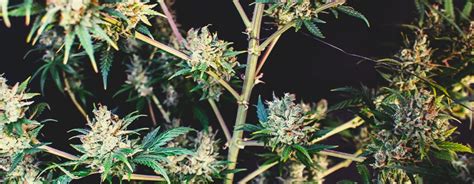 What Does Sinsemilla Mean And Why Is It Important Rqs Blog