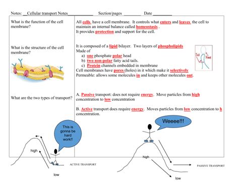 Cellular Transport Notes Cell Membrane And Transport Types