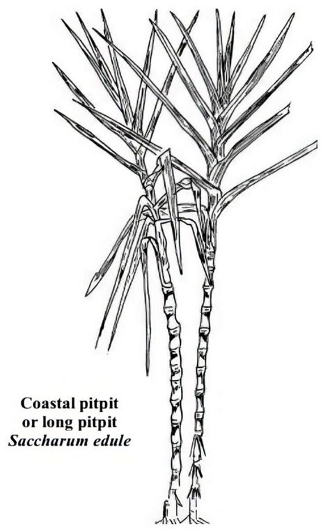 Pitpit Edible Grasses In Papua New Guinea Bushguide 101