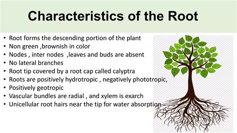 Roots System Pptx