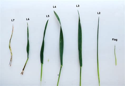 Variable Winter Wheat Flag Leaf Emergence Presents Challenge To Growers