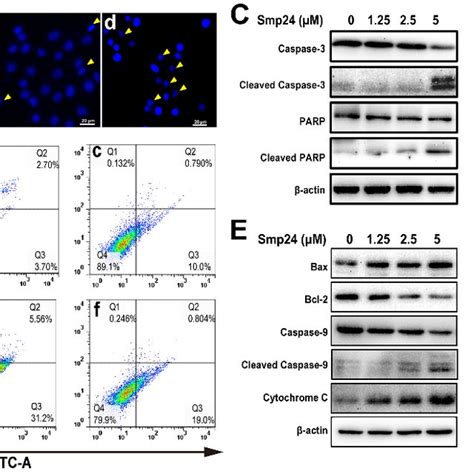 Apoptosis Of A549 Cells Induced By Smp24 A Morphology Of Apoptotic