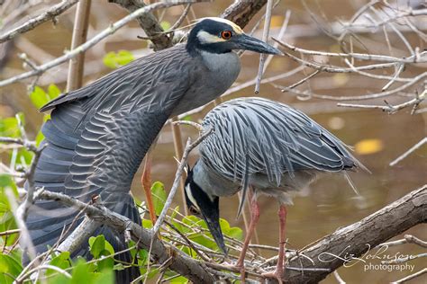 Yellow Crown Night Herons Nesting On Behance