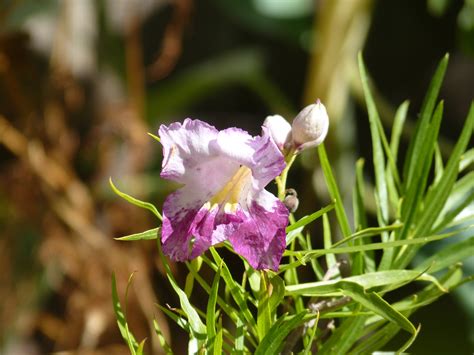 Chilopsis Linearis And Cultivars Plantright