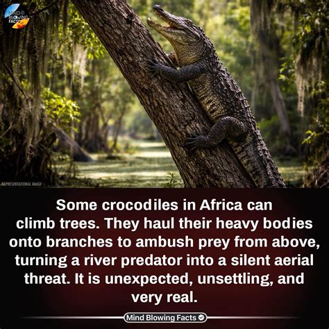 Mind You Might Think Crocodiles Are Only Dangerous In The Water But